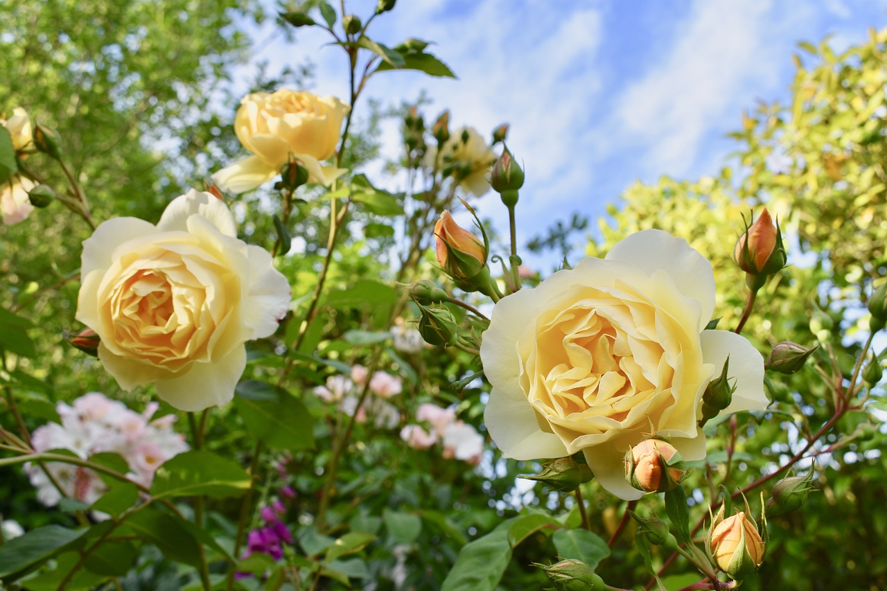 Kebun Mawar Kuning - Foto gratis di Pixabay - Pixabay