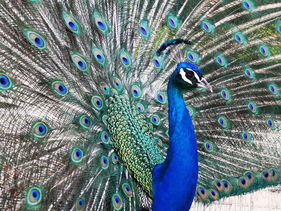 Peacock Vogel Stifte Kostenloses Foto Auf Pixabay Pixabay