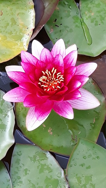 Lily Air Kolam - Foto gratis di Pixabay - Pixabay
