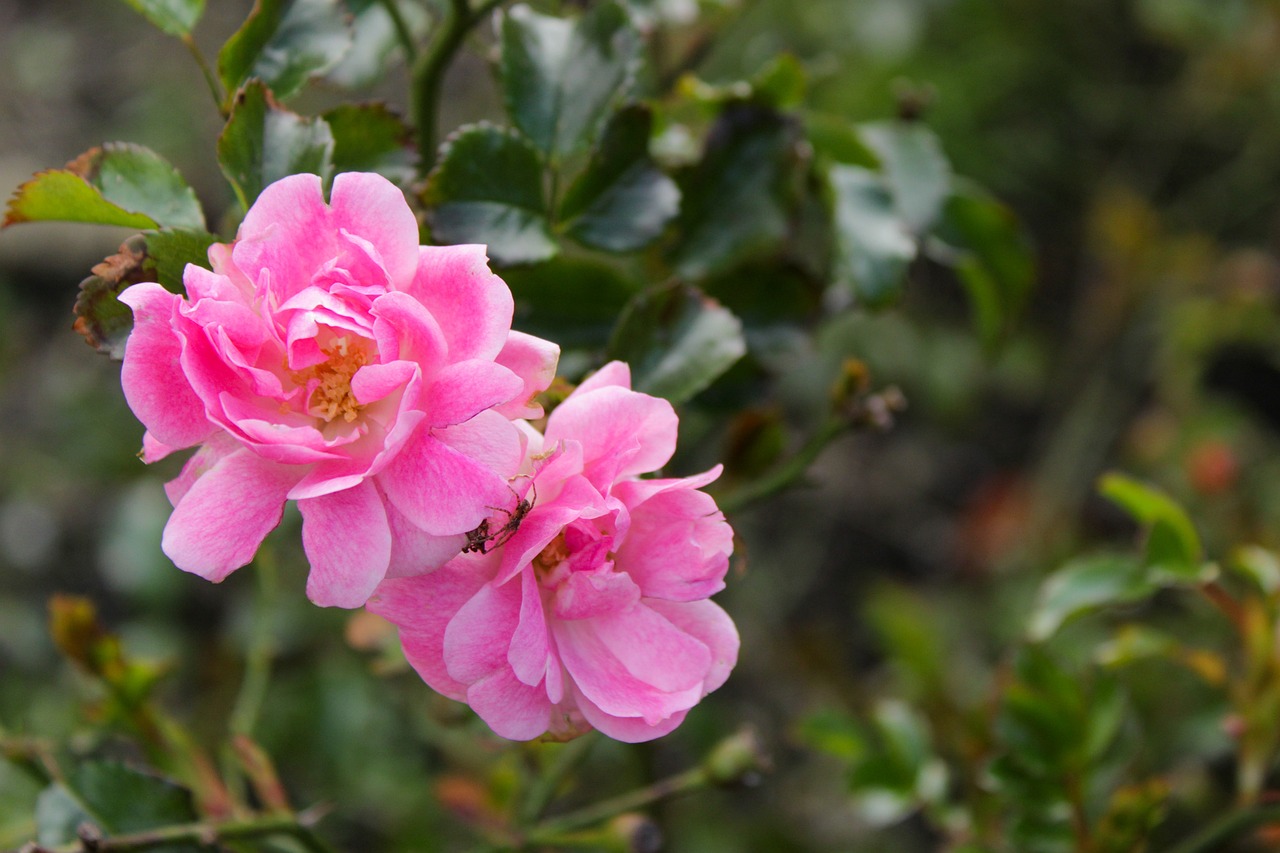 Plus de 50 000 images de Hd Wallpaper Pc Pink et de Fonds D'Écran - Pixabay