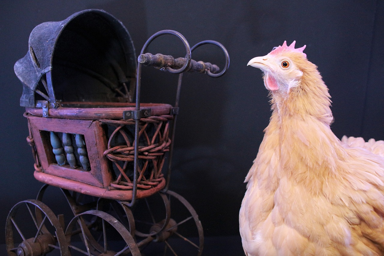 Chicken Hen Poultry - Free photo on Pixabay - Pixabay