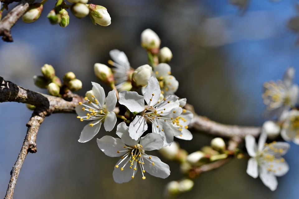 Pflaumenblüte Blüte Pflaumenbaum - Kostenloses Foto auf Pixabay