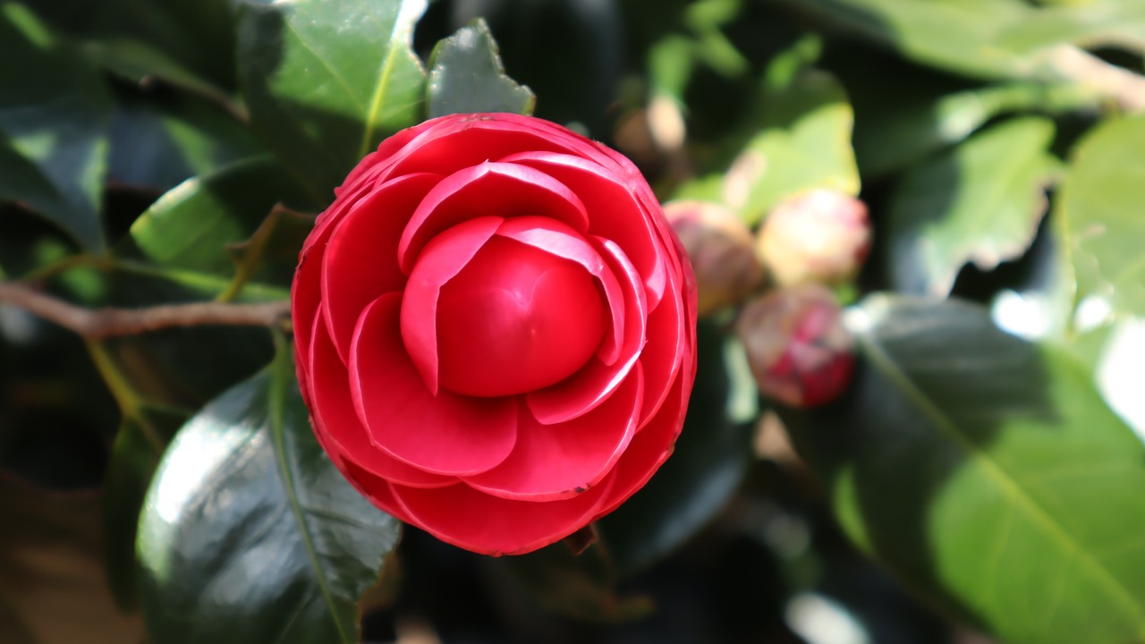 Camellia Flower - Free photo on Pixabay