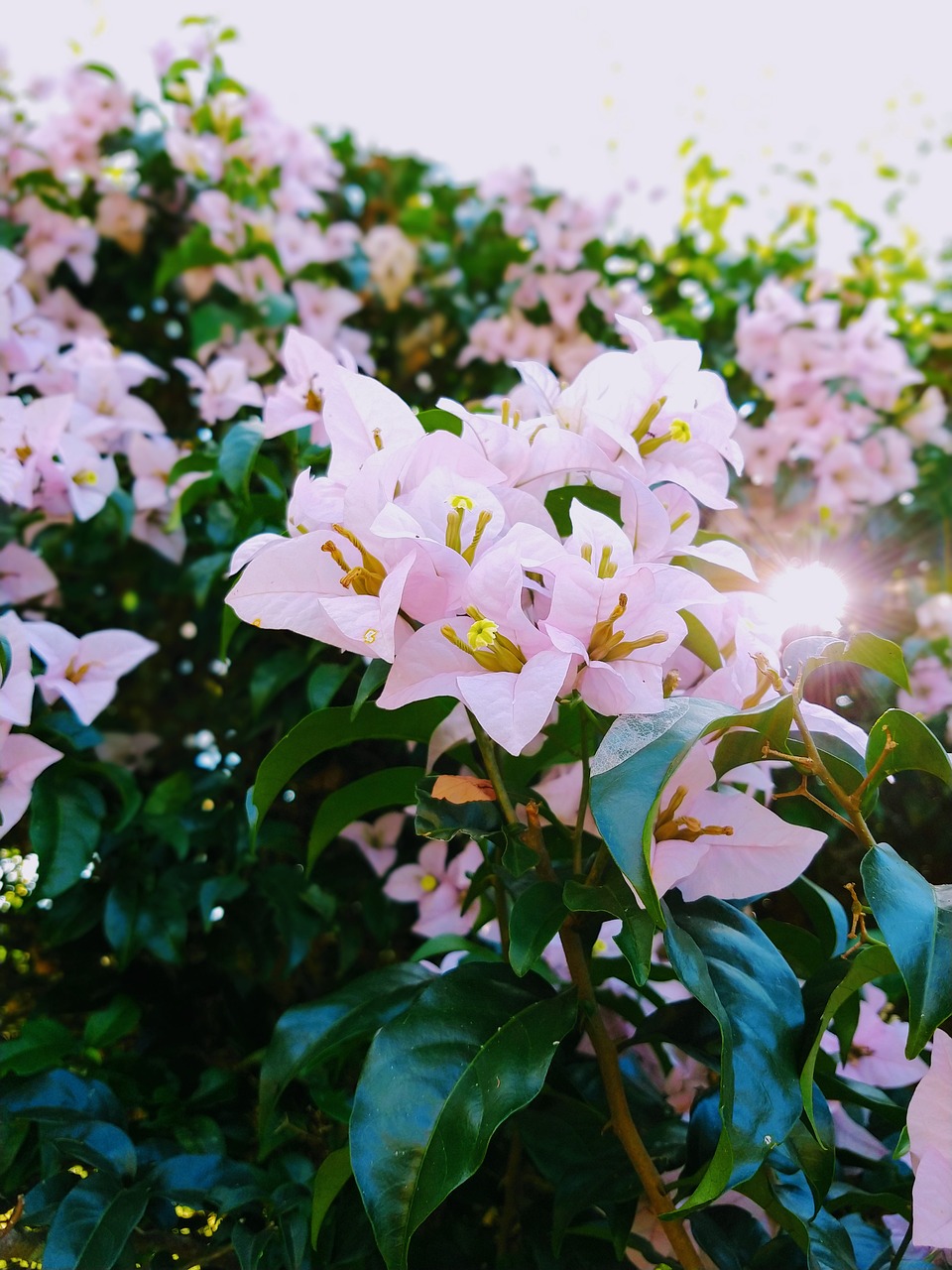 Bugambilia Rosada Flores - Foto gratis en Pixabay