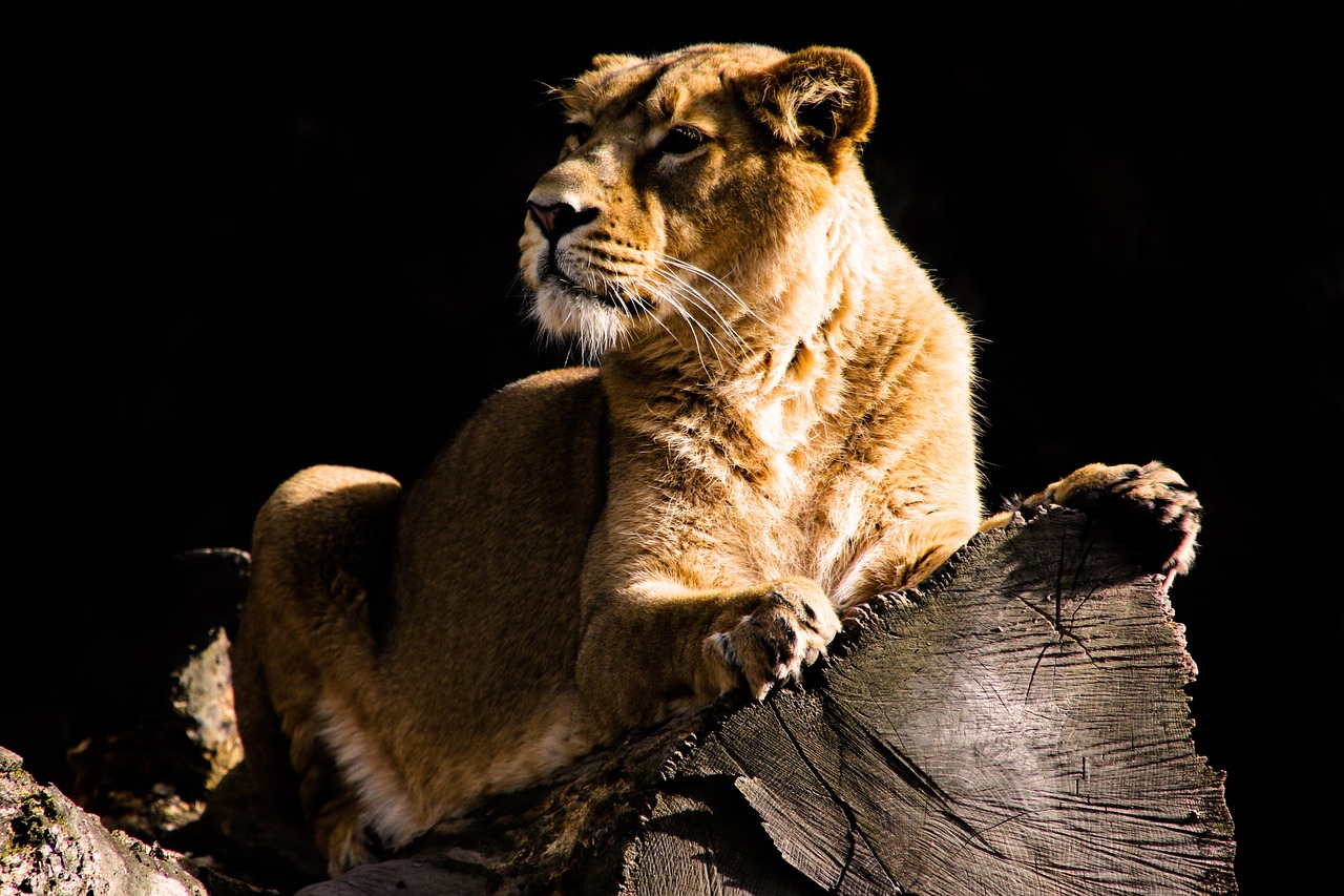Margasatwa Singa Pemangsa Kucing - Foto gratis di Pixabay - Pixabay