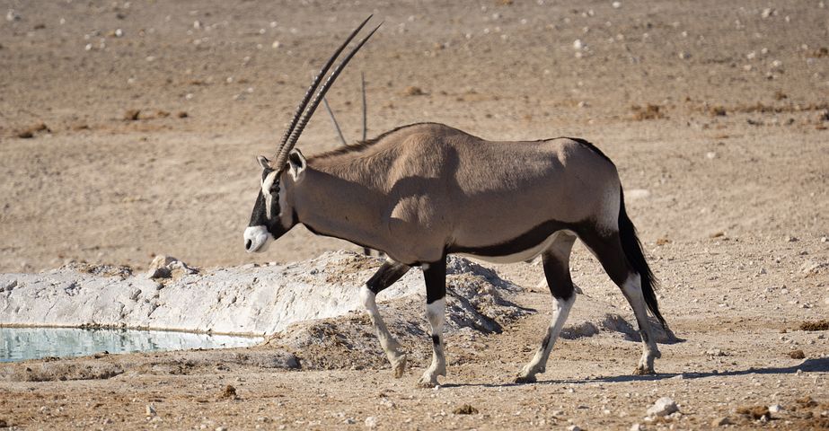 90+ Free Oryx & Antelope Images - Pixabay