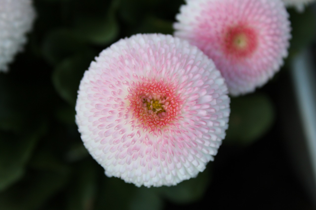 Bunga Merah Jambu Putih - Foto gratis di Pixabay - Pixabay