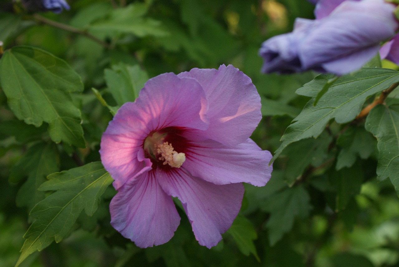 Rose Of Syria Flower Mauve - Free photo on Pixabay