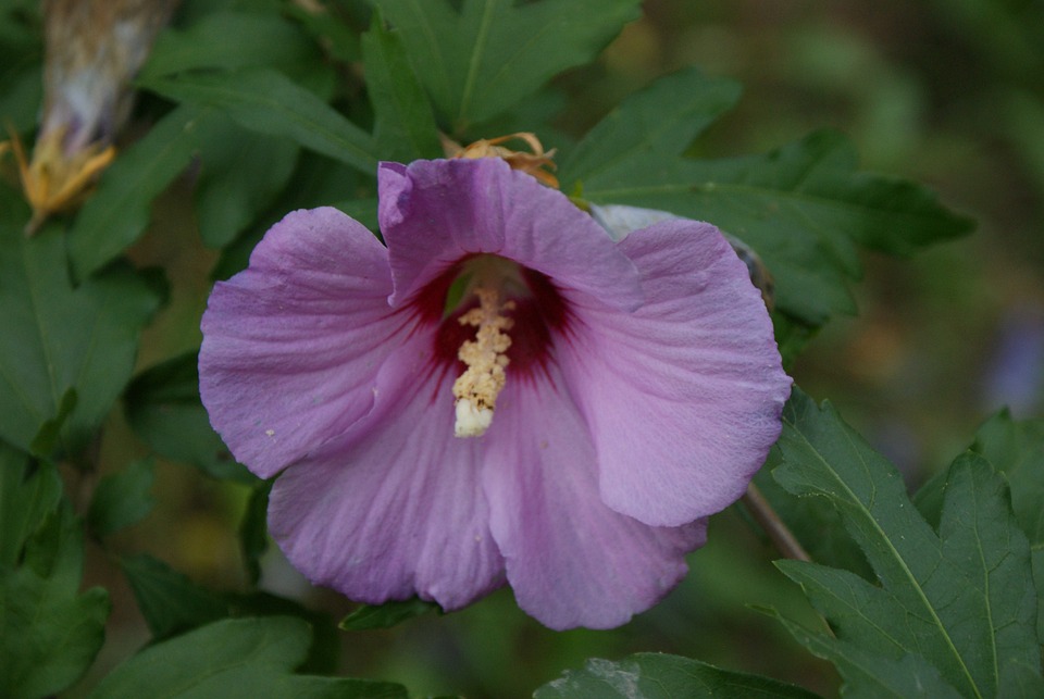 Rose Of Syria Flower Mauve - Free photo on Pixabay