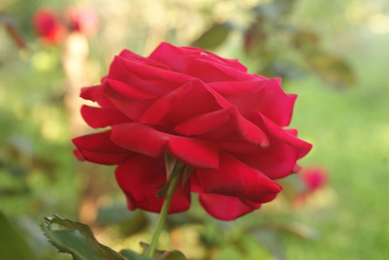 Mawar Kebun Merah Musim - Foto gratis di Pixabay - Pixabay