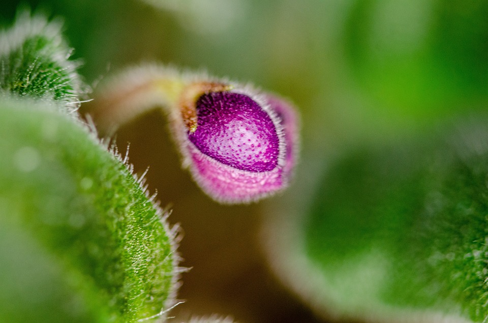 African Fialka Flower Bud - Free photo on Pixabay - Pixabay