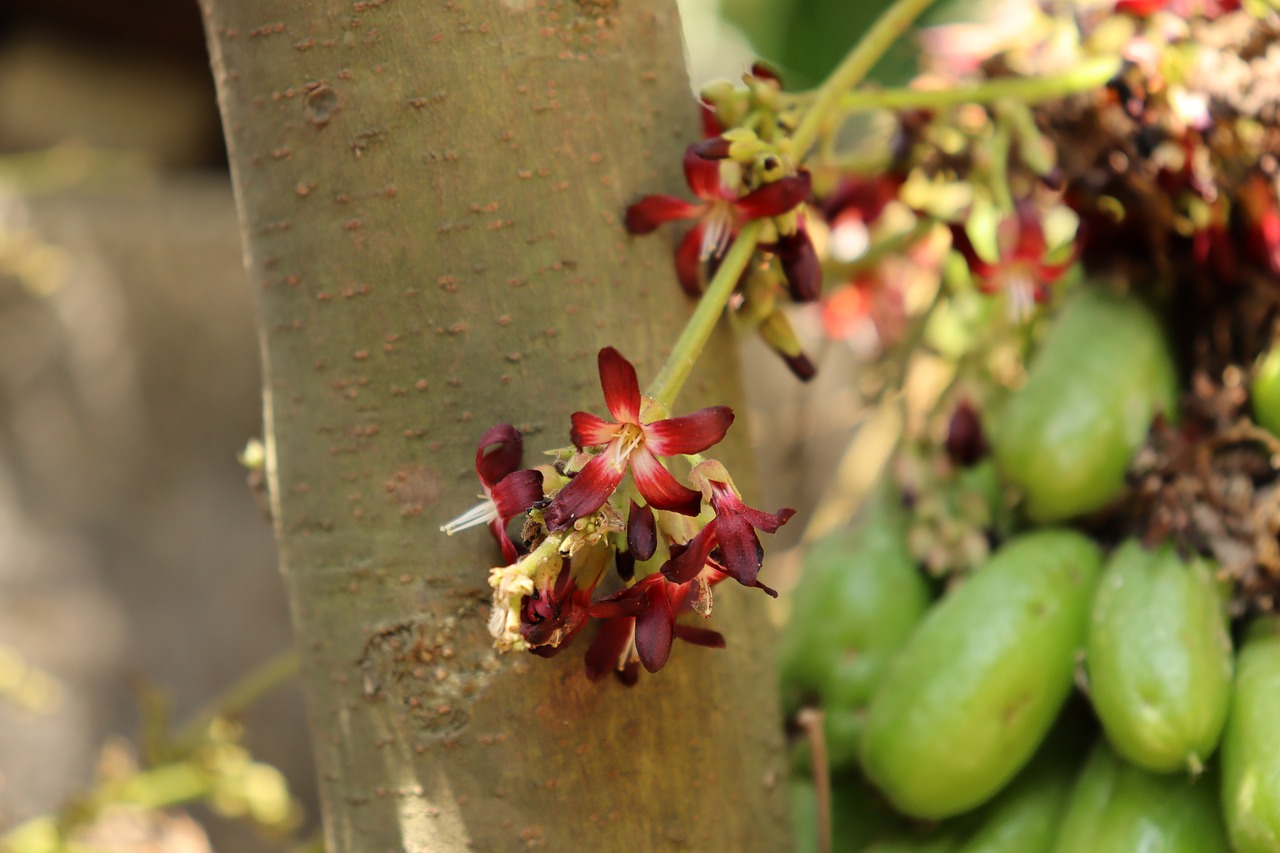 Kerala Green Tree - Free photo on Pixabay