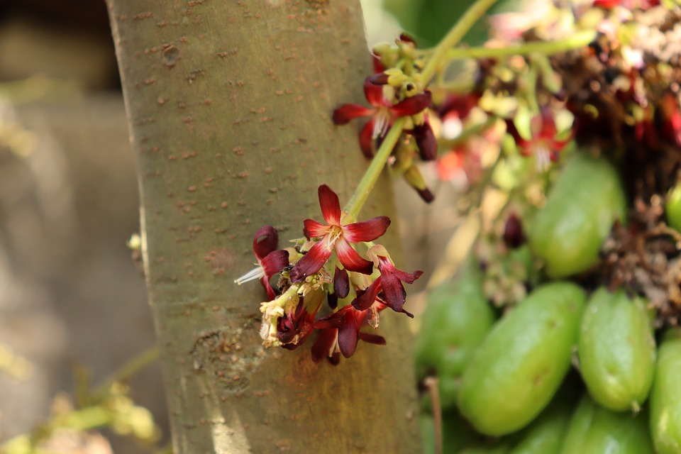 Kerala Fruit Green - Free photo on Pixabay - Pixabay