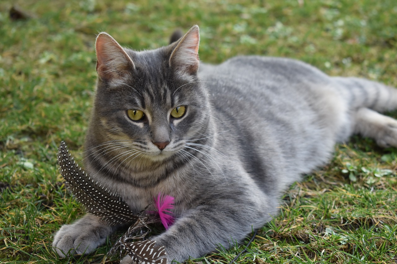 Gato Gris Mascota - Foto gratis en Pixabay - Pixabay