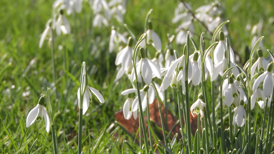 Flowers Snowdrops Detail - Free photo on Pixabay