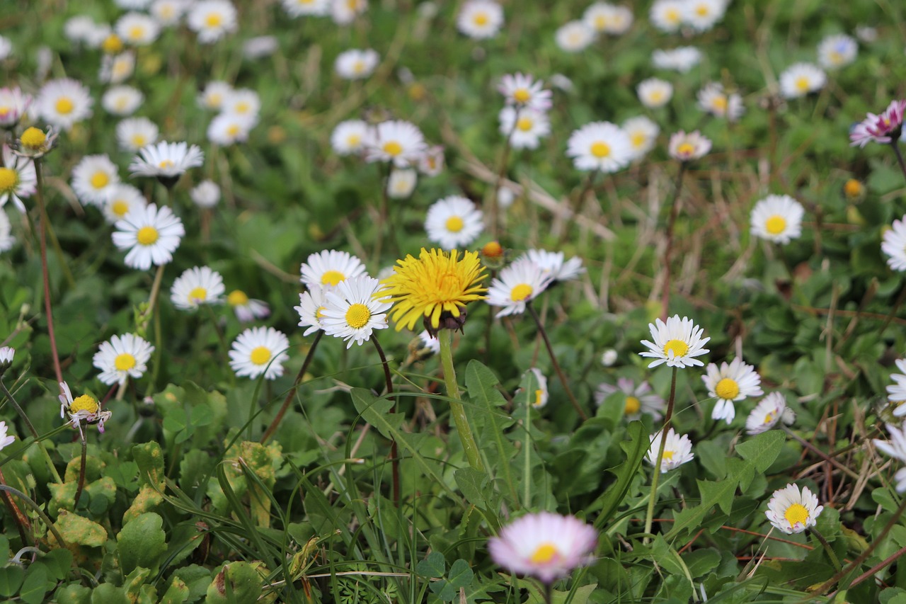 Prado Flores Do - Foto gratuita no Pixabay - Pixabay