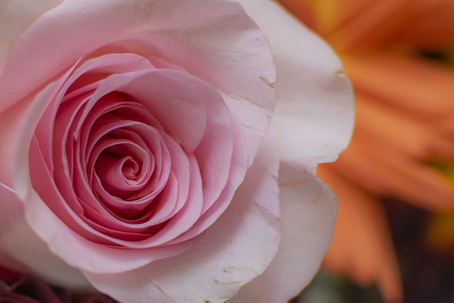 Blumen Natur Pflanze - Kostenloses Foto auf Pixabay - Pixabay