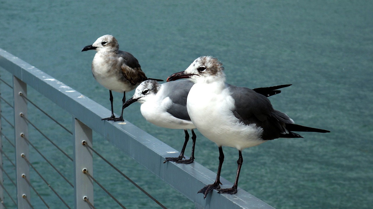 Seagulls Birds Seagull - Free photo on Pixabay - Pixabay