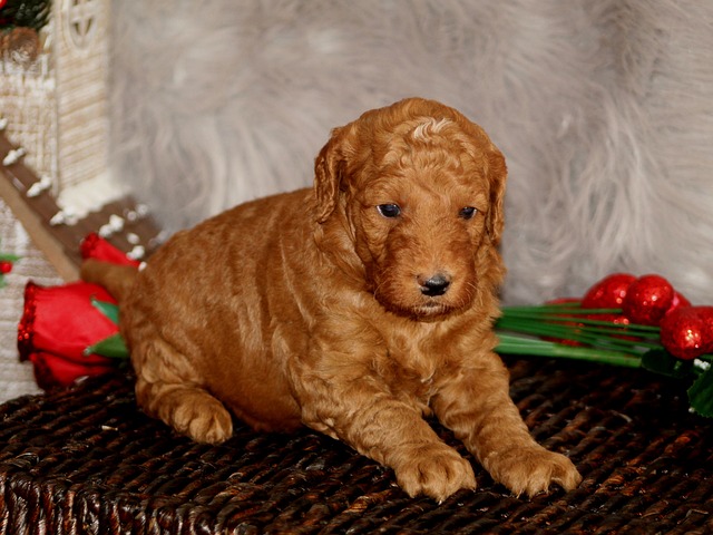 Goldendoodle Chiot - Photo gratuite sur Pixabay - Pixabay