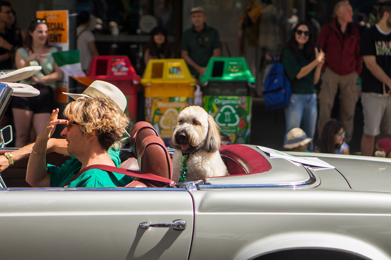 Dog Car Traveling - Free photo on Pixabay - Pixabay