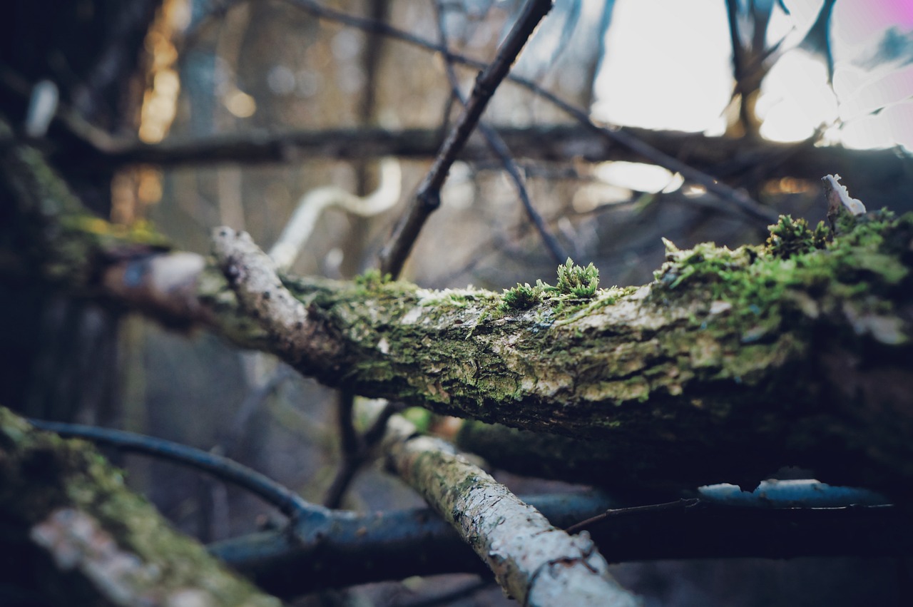 Adventure Environment Background - Free photo on Pixabay