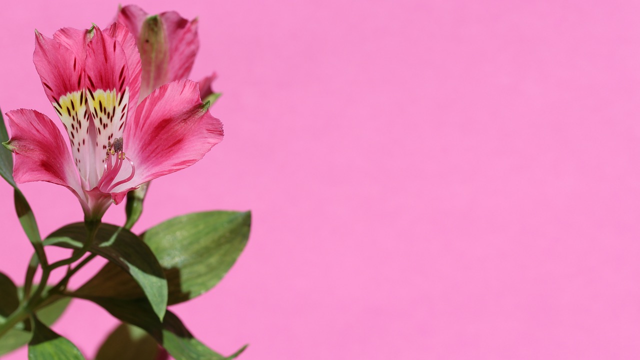 200,000+ Free Plain Background & Plain Photos - Pixabay