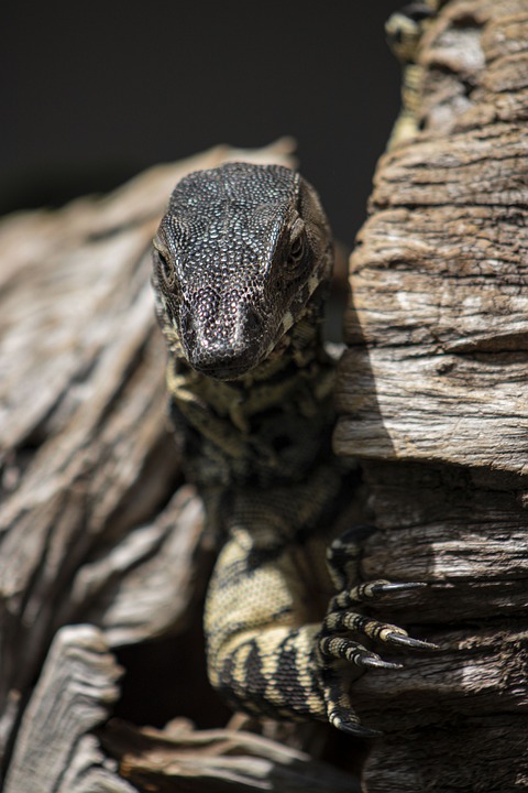 Australia Lace Monitor Lizard - Free photo on Pixabay - Pixabay