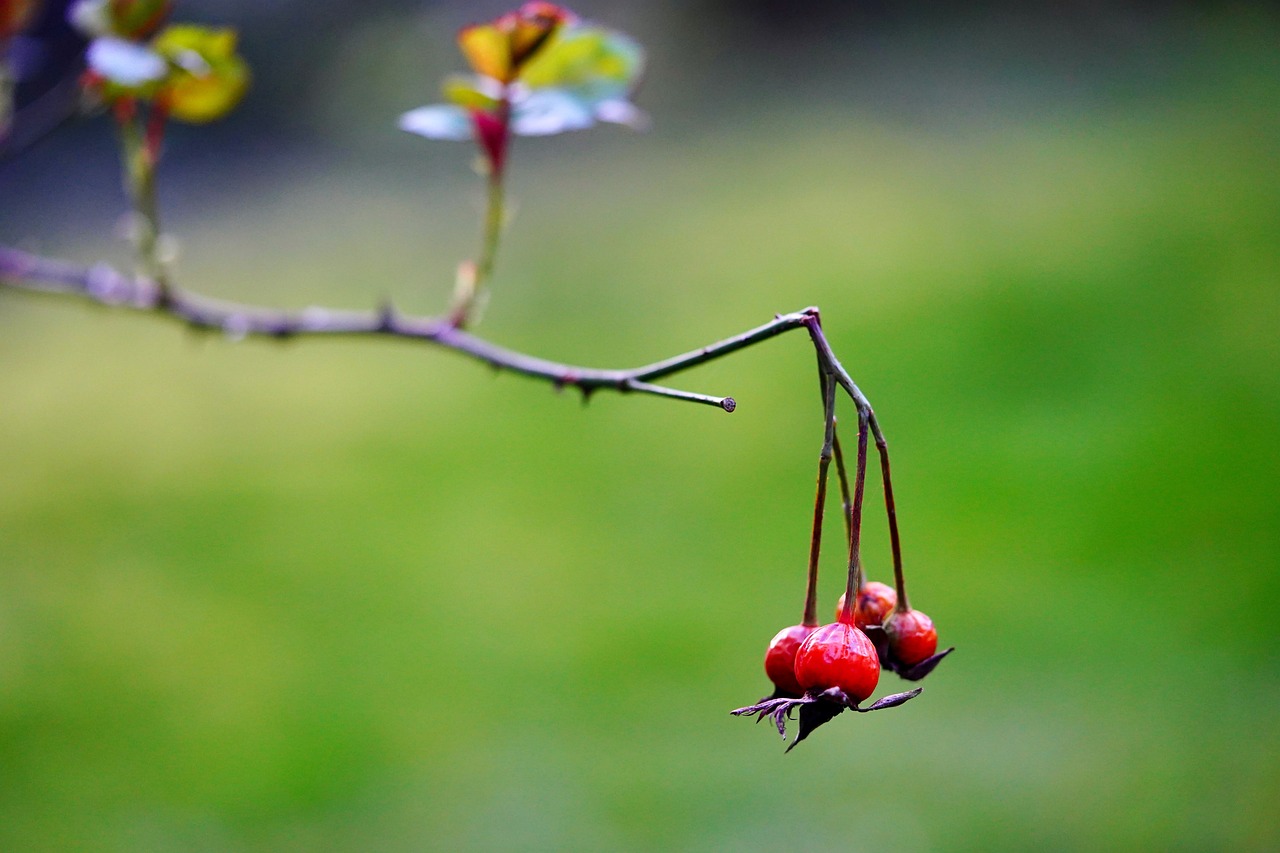 Rose Hip Spring Dog - Free photo on Pixabay - Pixabay