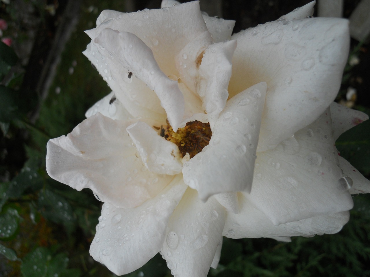 Flores Rosas Foto Gratuita No Pixabay Pixabay