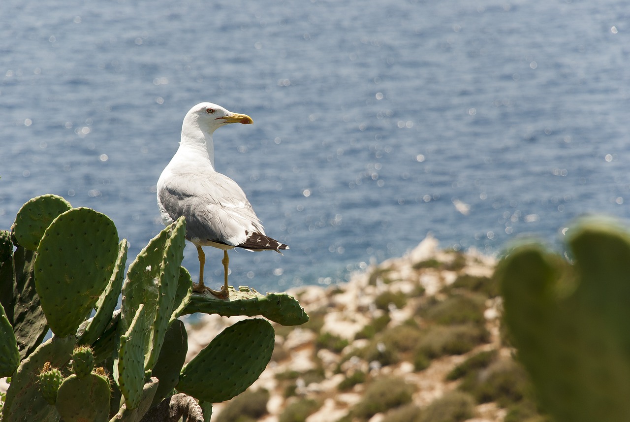 Seagull Sea Nature - Free photo on Pixabay