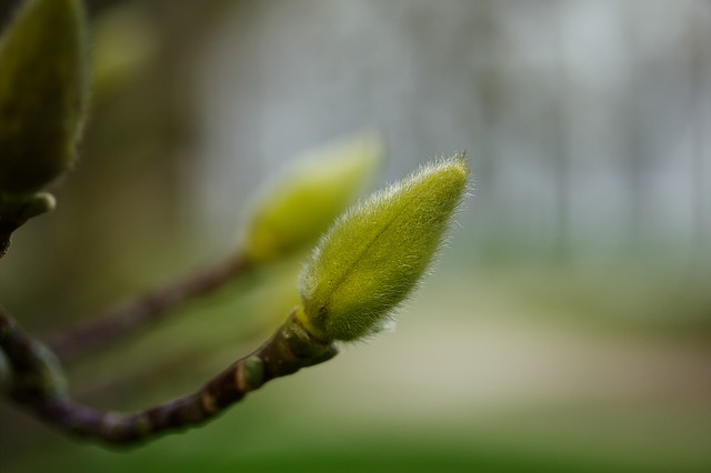 Bourgeon Magnolia Le Printemps La - Photo gratuite sur Pixabay - Pixabay