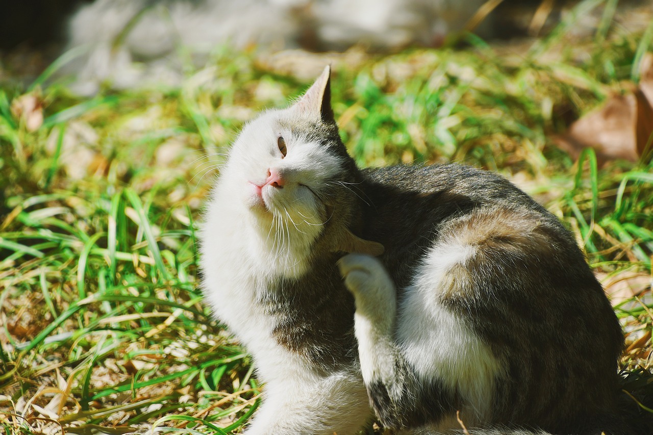 Animal Gato Gatinho Os - Foto gratuita no Pixabay - Pixabay