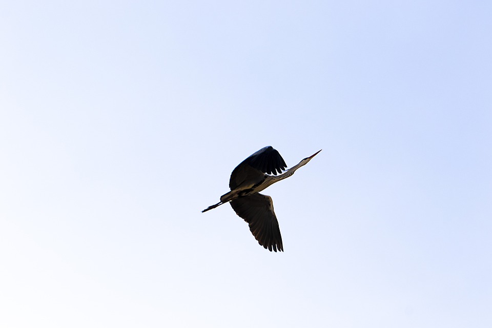 Stork New Feather - Free photo on Pixabay - Pixabay