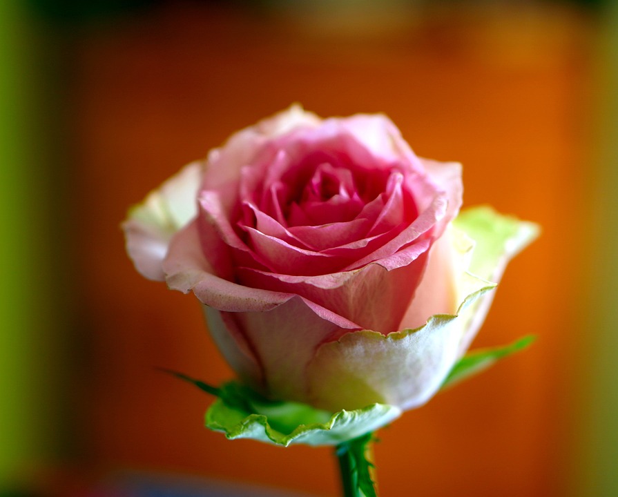 Rose Fleur Flore La - Photo gratuite sur Pixabay - Pixabay