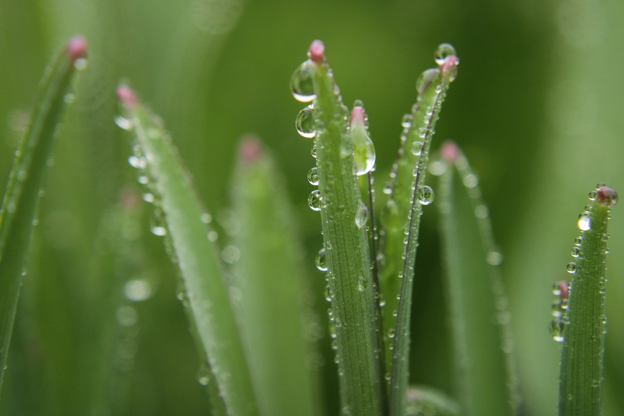 Más de 20 000 imágenes gratis de Drop By y Naturaleza - Pixabay