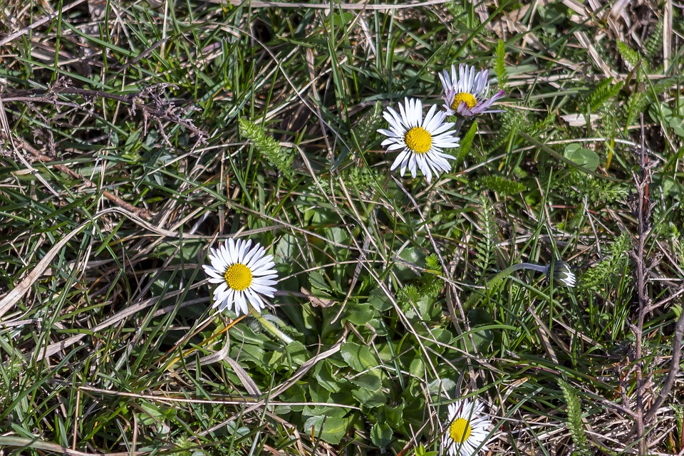 Bunga Aster Daisy-Seperti - Foto gratis di Pixabay - Pixabay