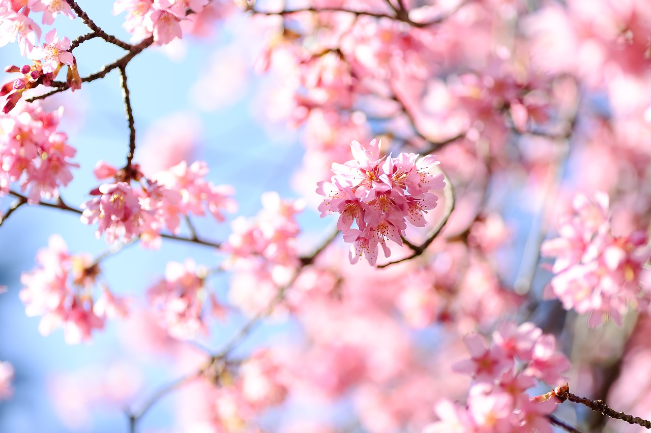 400.000+ kostenlose Blumen Kostenlos und Blumen-Bilder - Pixabay