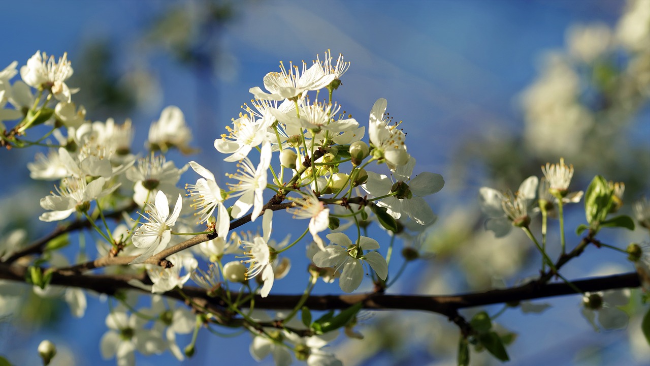 100,000+ Free Almost Spring & Almost Images - Pixabay