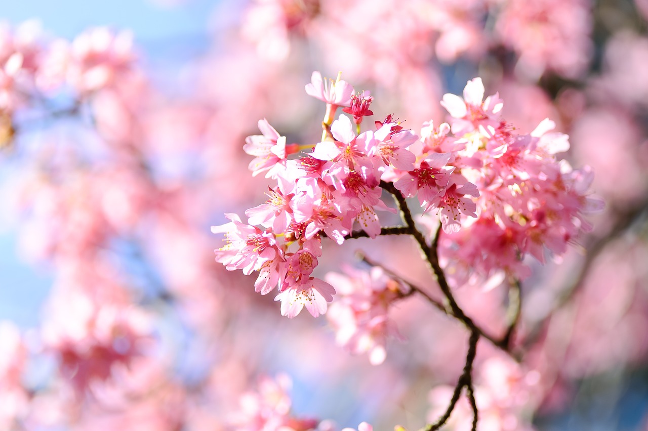 400.000+ kostenlose Blumen Kostenlos und Blumen-Bilder - Pixabay