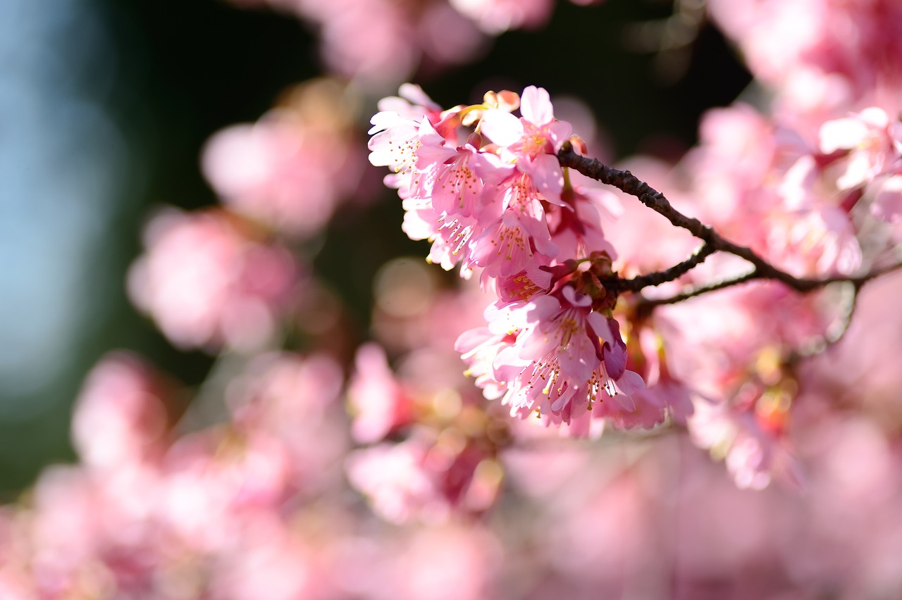 400.000+ kostenlose Blumen Kostenlos und Blumen-Bilder - Pixabay