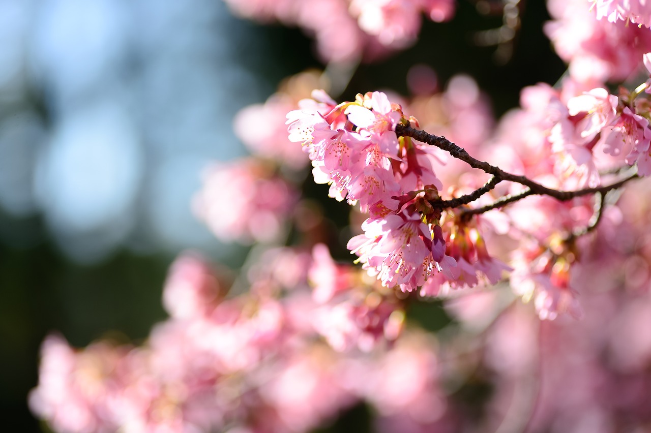 400.000+ kostenlose Blumen Kostenlos und Blumen-Bilder - Pixabay