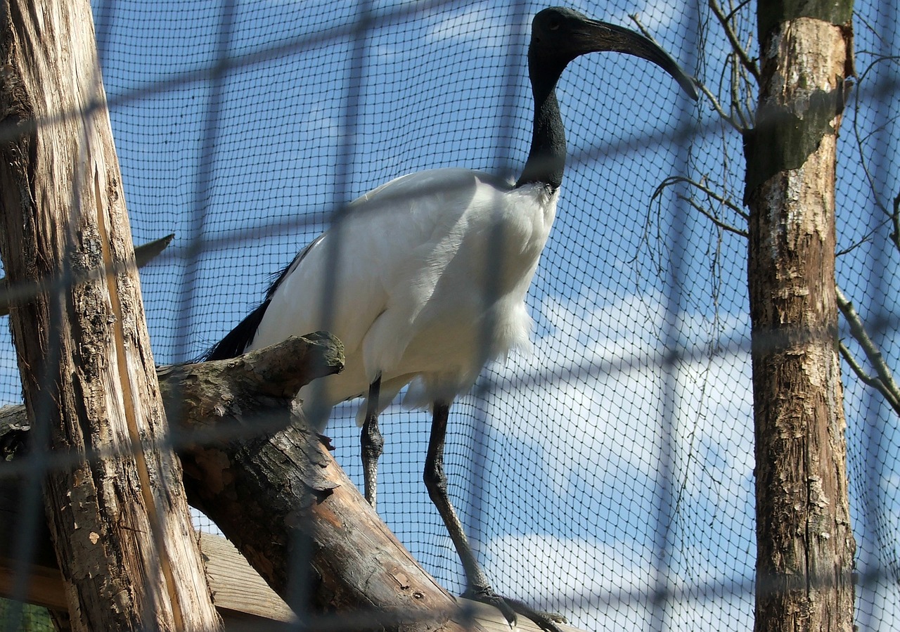 Ibis Naturaleza Pag - Foto gratis en Pixabay - Pixabay