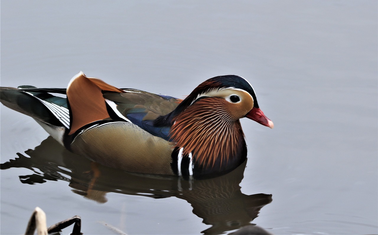 Duck Mandarin Plumage - Free photo on Pixabay - Pixabay