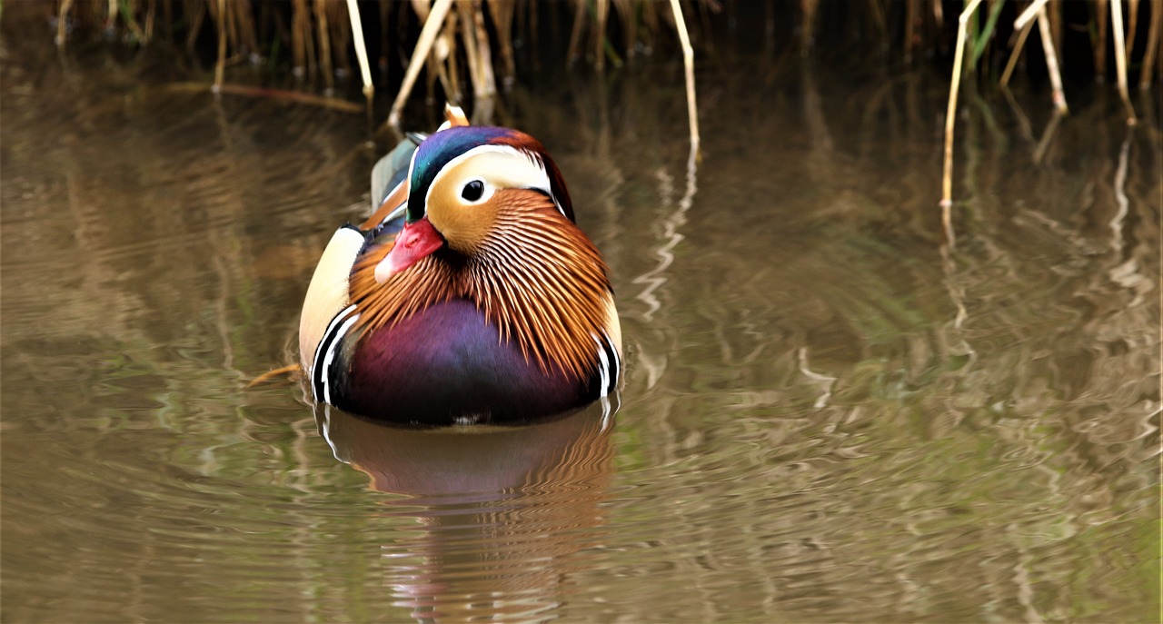 Duck Mandarin Plumage - Free photo on Pixabay - Pixabay