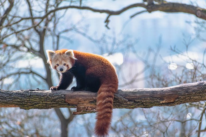 300+ kostenlose Red Panda und Roter Panda-Bilder - Pixabay