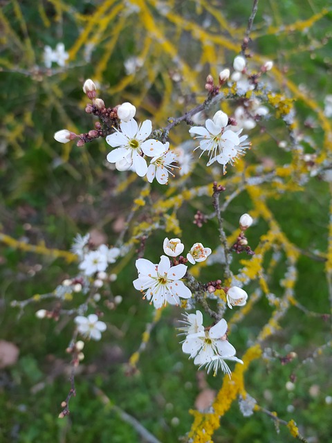 400,000+ Free Hawthorn Flowers & Hawthorn Images - Pixabay