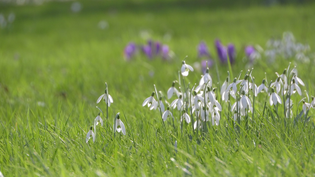 Bunga Snowdrops Tetesan Salju - Foto gratis di Pixabay - Pixabay