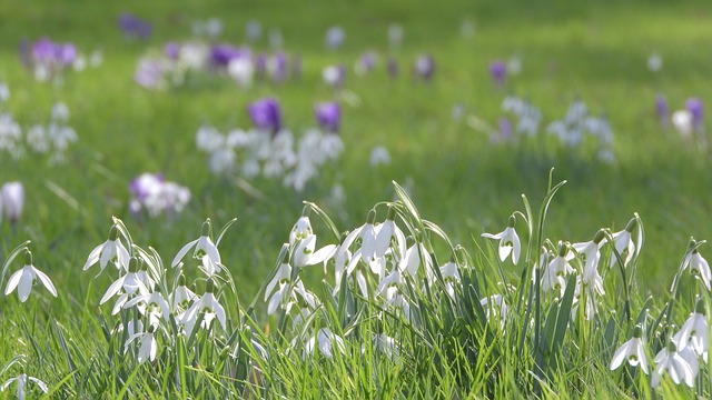 Les Fleurs De Perce-Neige - Photo gratuite sur Pixabay - Pixabay