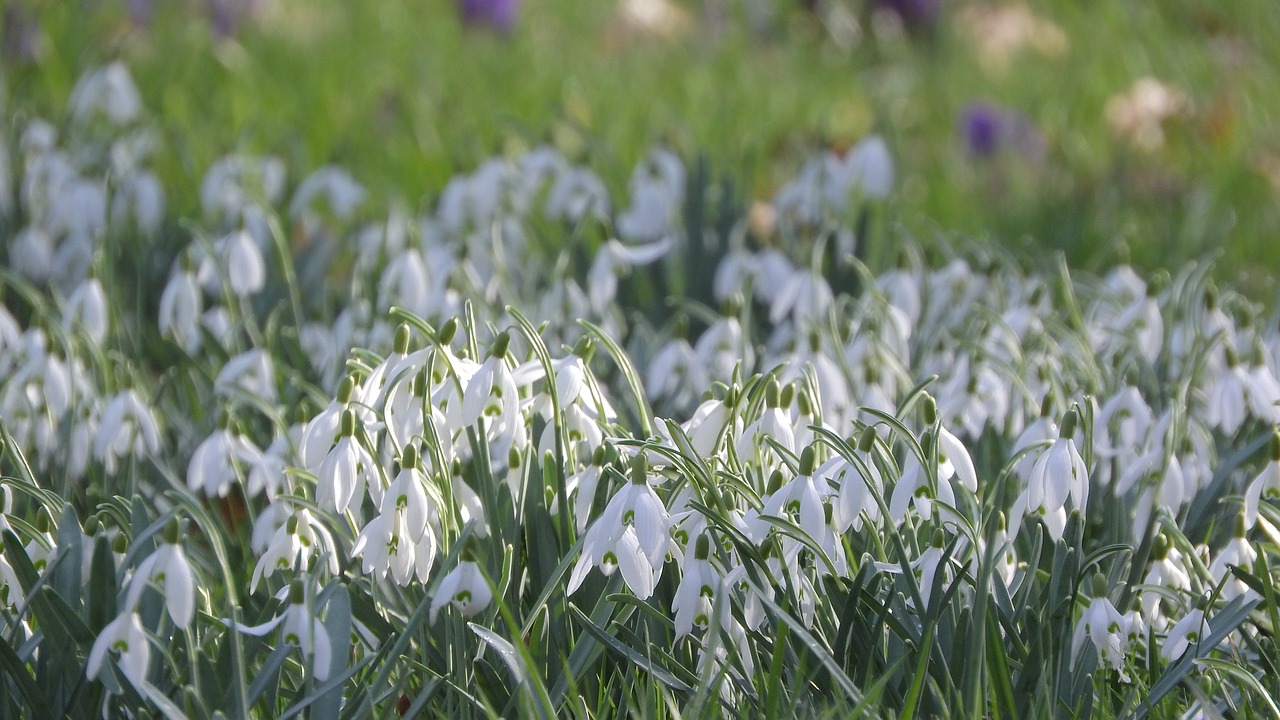 Snowdrops Bunch Flowers Close - Free photo on Pixabay - Pixabay
