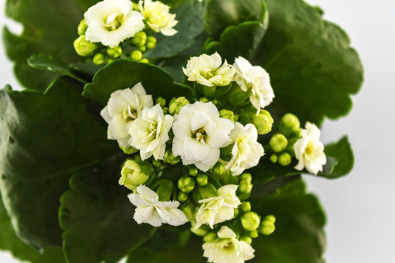 Flowers Kalanchoe Care - Free photo on Pixabay - Pixabay